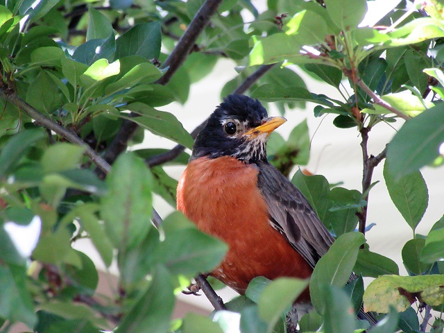 Robin Saga: The Next Chapter – Go Retire Psychiatrist