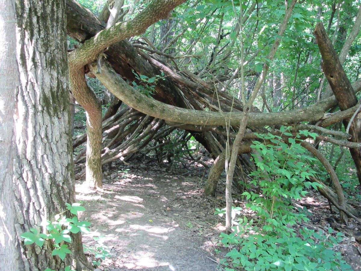 Bigfoot Safari in Iowa! – Go Retire Psychiatrist