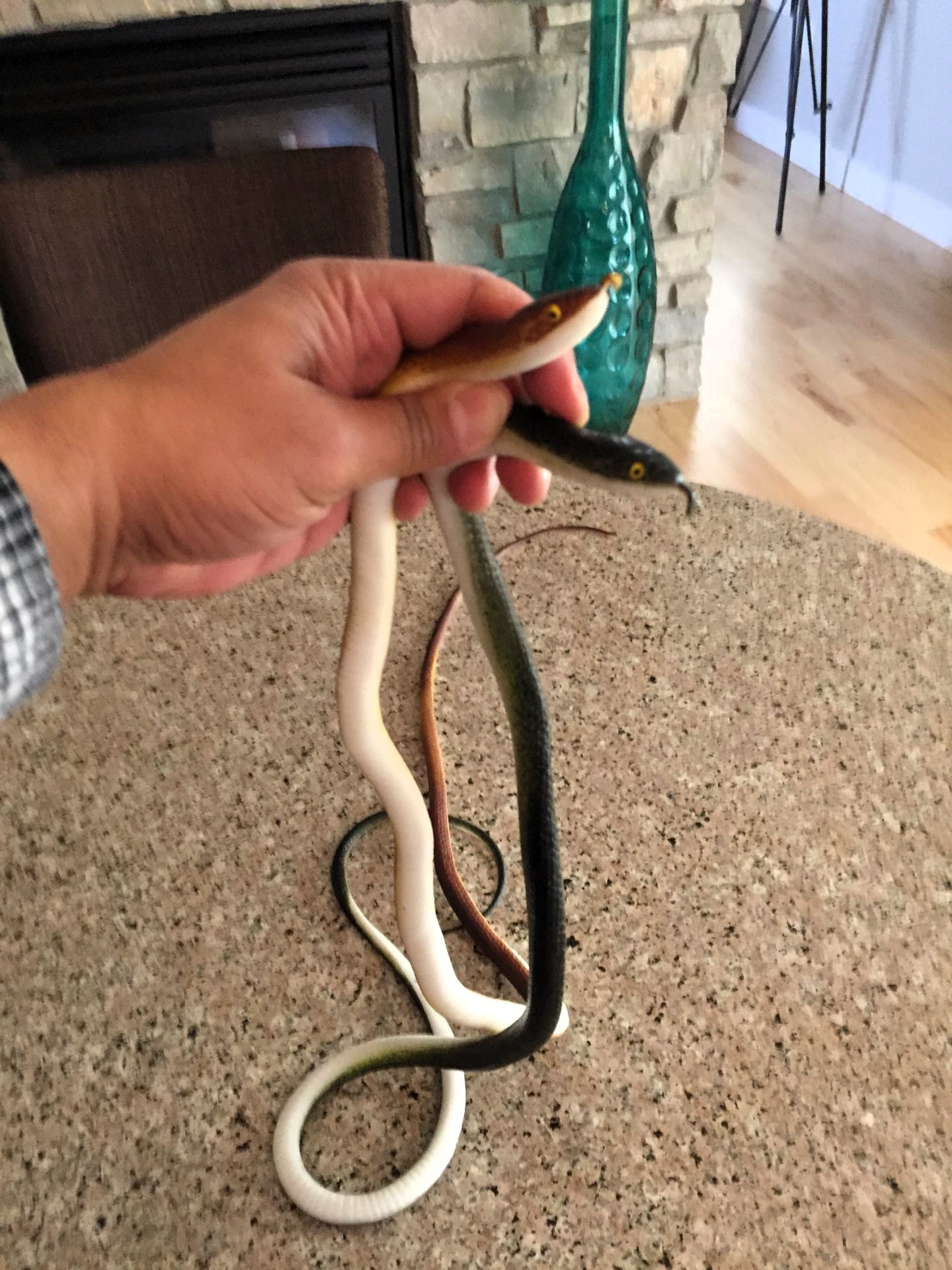The Rubber Snake Trick to Scare Pesky Birds – Go Retire Psychiatrist