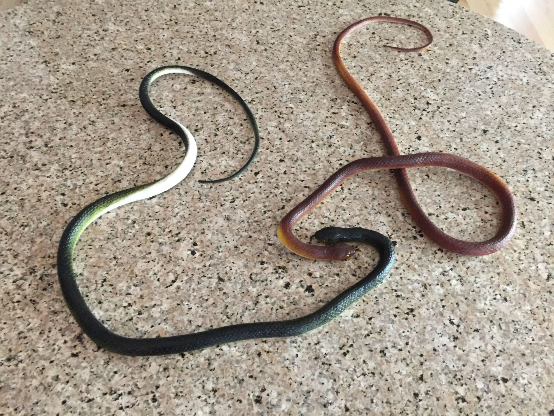 The Rubber Snake Trick to Scare Pesky Birds – Go Retire Psychiatrist