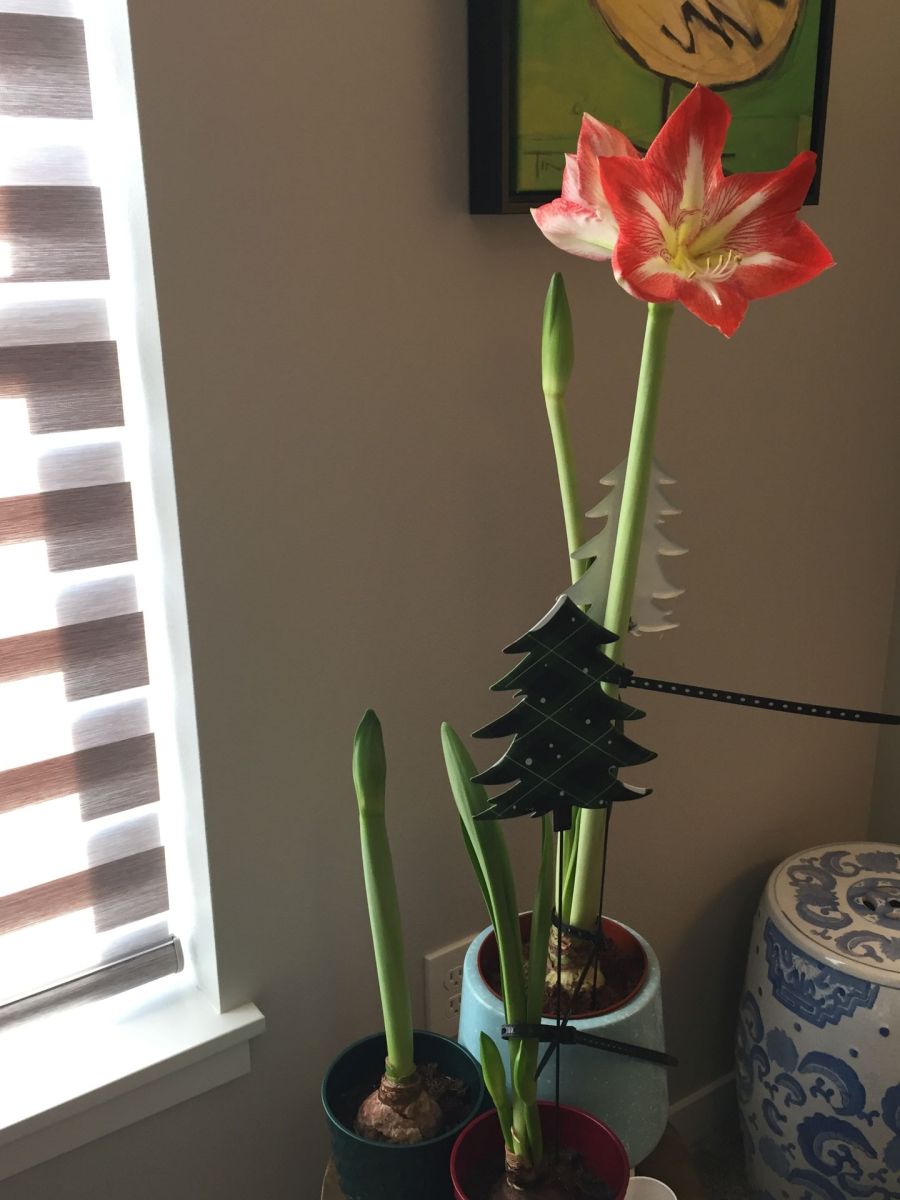 The Hippeastrum Flop Crisis – Go Retire Psychiatrist