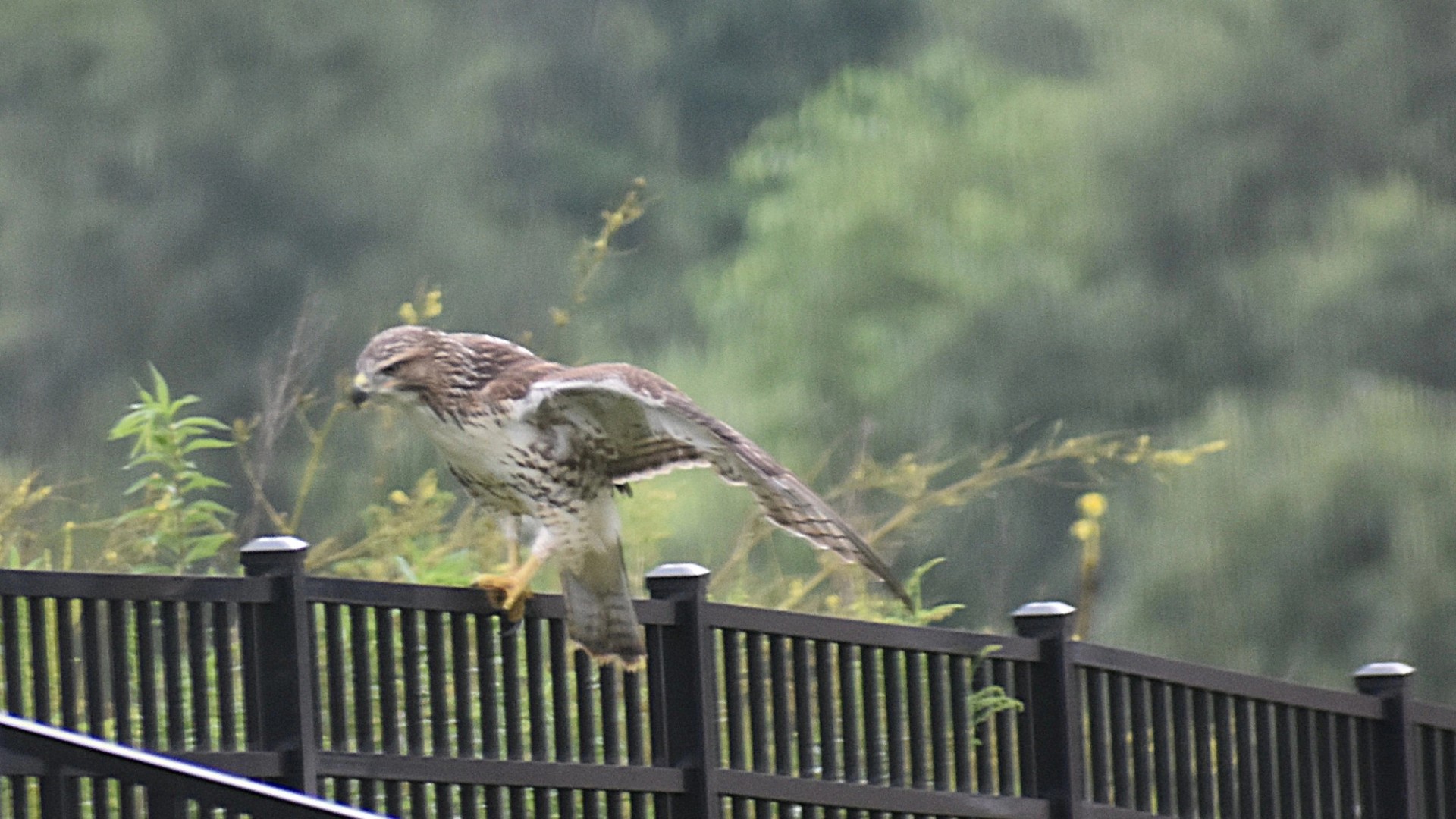 Mighty Hawk! – Go Retire Psychiatrist