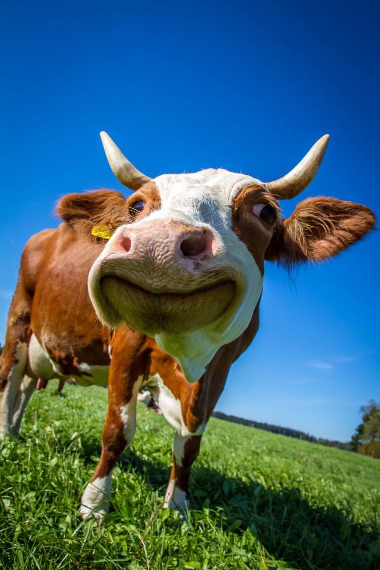 Cow Week on KOKZ 105.7 Radio Iowa? – Go Retire Psychiatrist